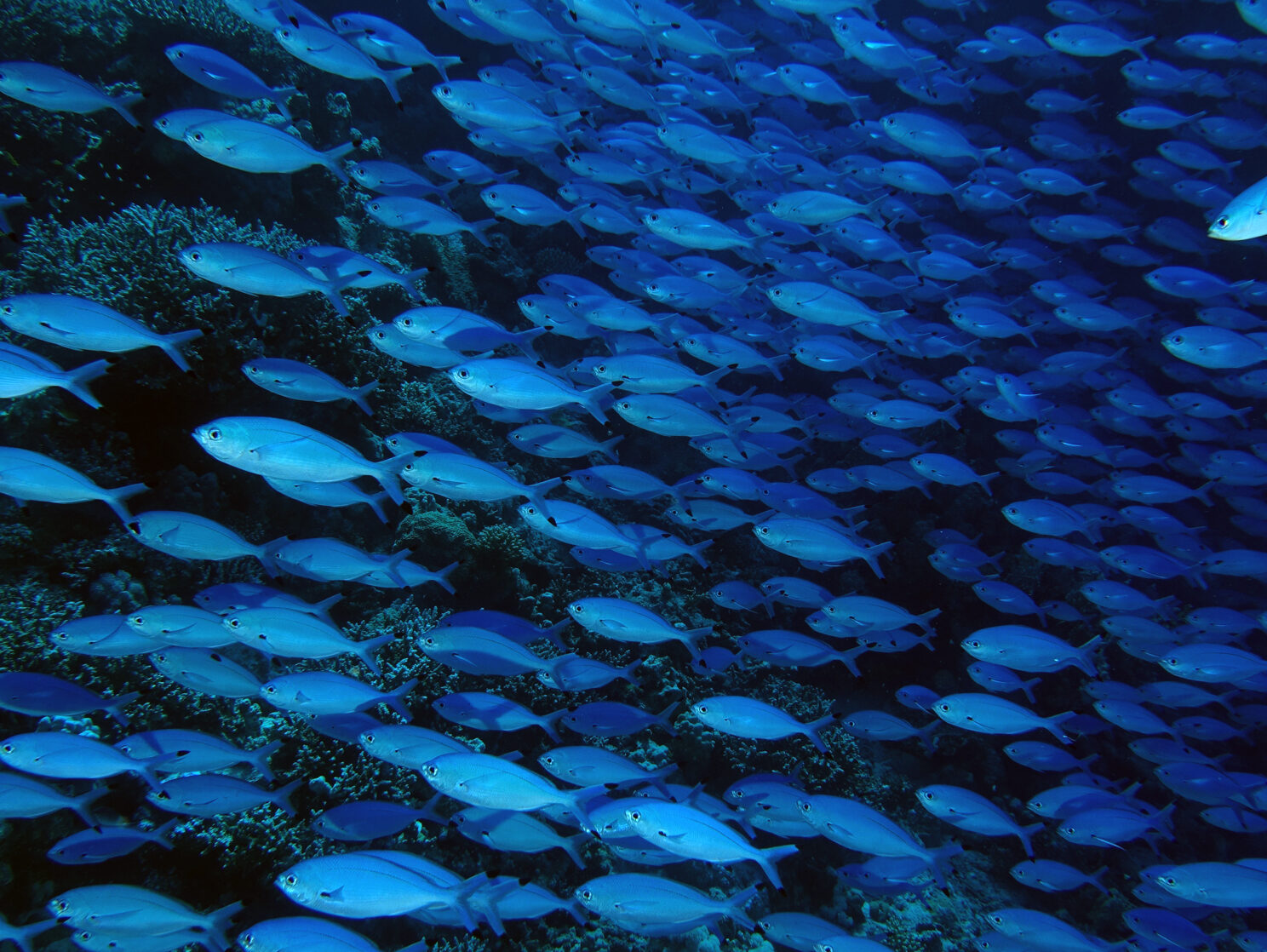 Tolle Überraschungen am Carless Reef - James & Mac Diving Center