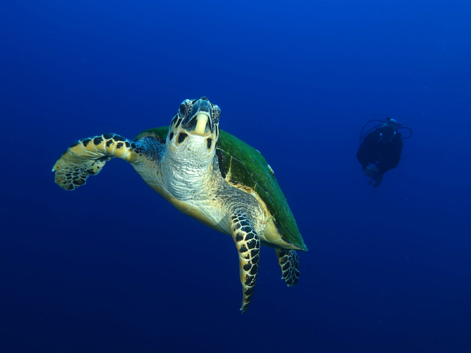 Ein besonderer Tauchguide führte uns - James & Mac Diving Center