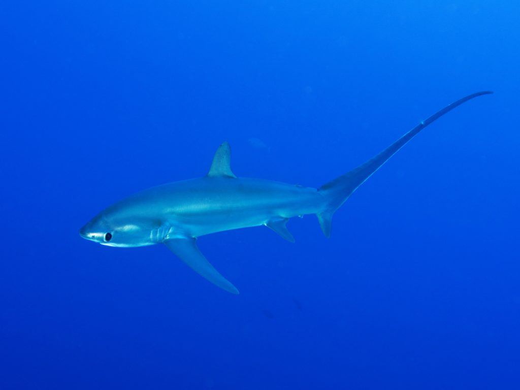 Fuchshai und Federschwanz in Abu Hashish - James & Mac Diving Center