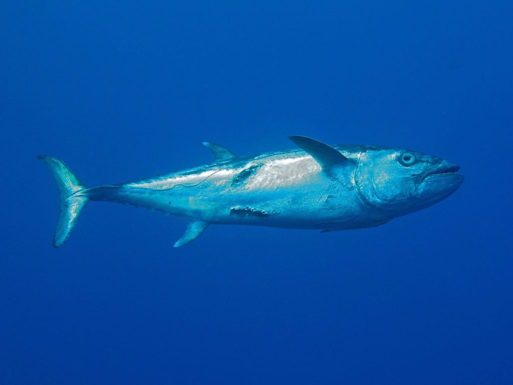 Ein Thunfisch jagte im Blauwasser - James & Mac Diving Center