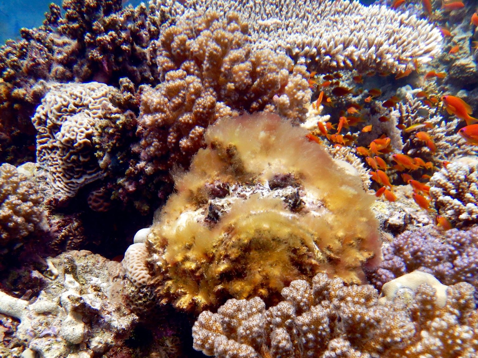 Steinfische gratulieren zum AOWD - James & Mac Diving Center