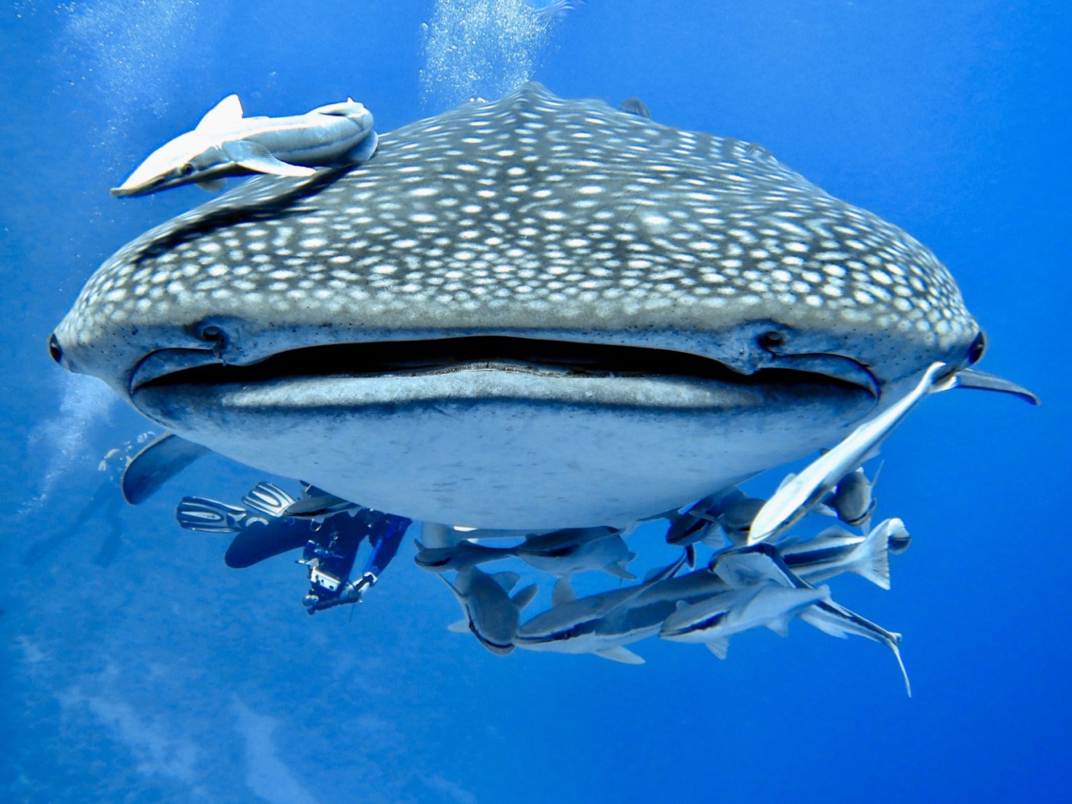 Fünf Walhaie begrüßten die Taucher - James & Mac Diving Center