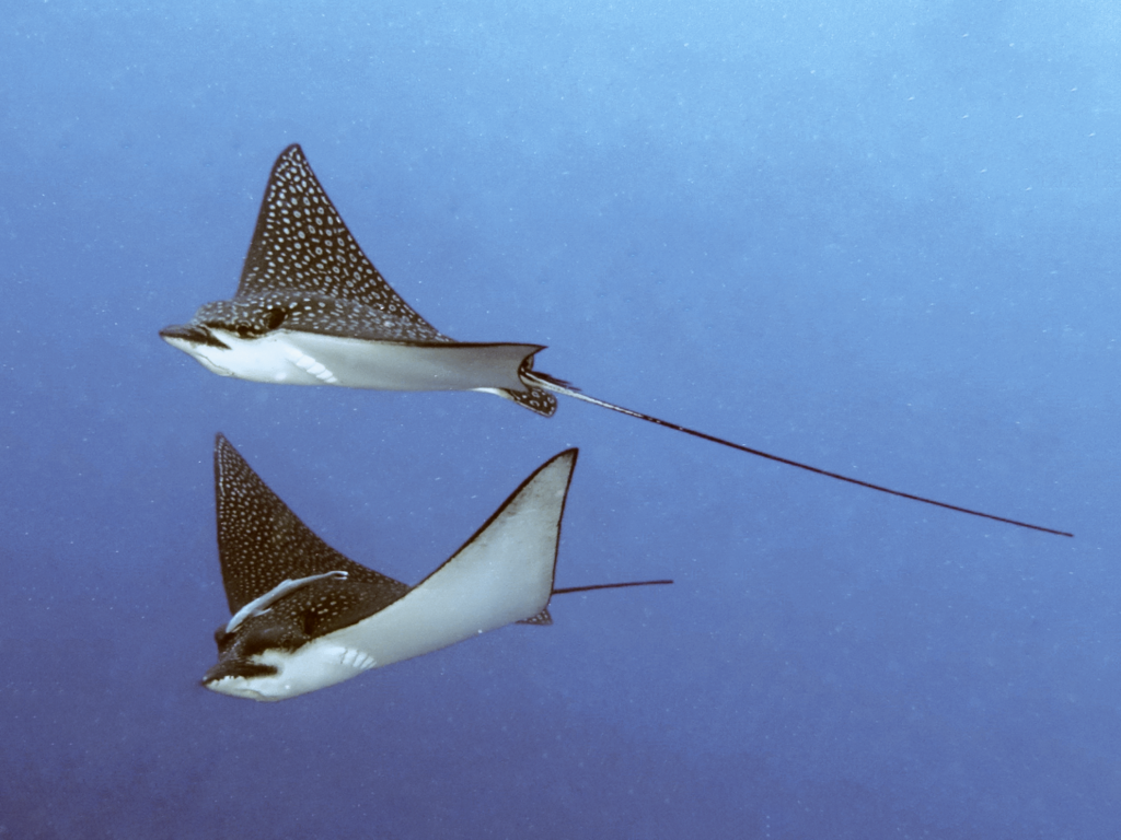 Zwei entspannte Adlerrochen zum Auftakt - James & Mac Diving Center