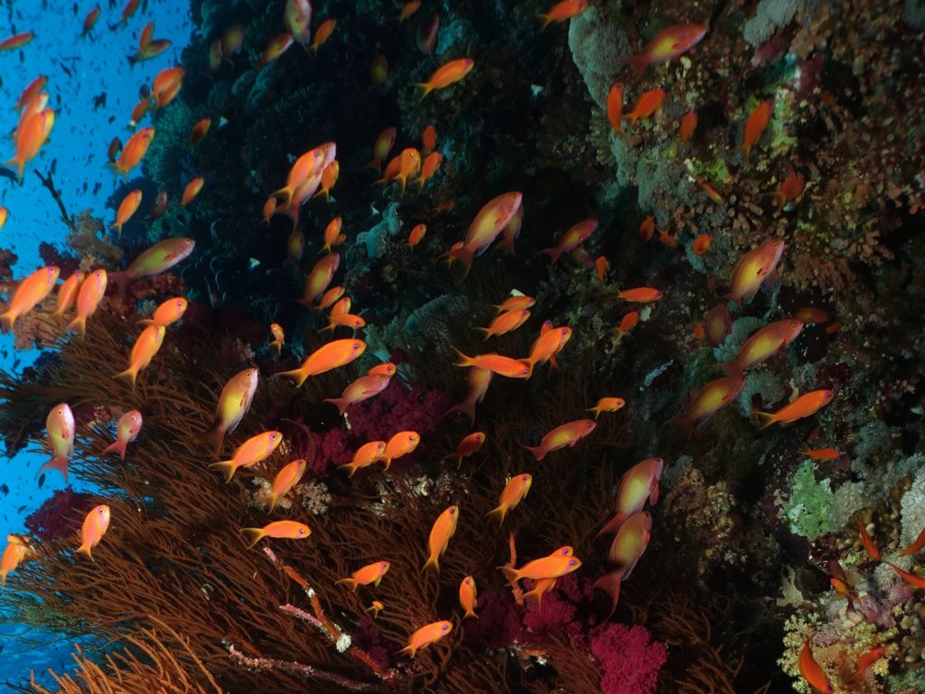 Ein orange flimmerndes Meer - James & Mac Diving Center