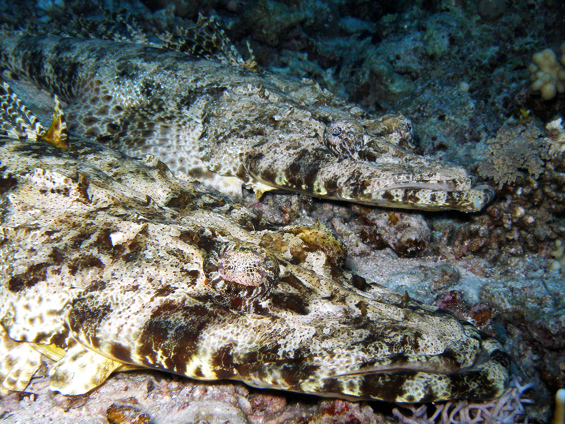 Bunt und gemütlich an flachen Tauchplätzen - James & Mac Diving Center