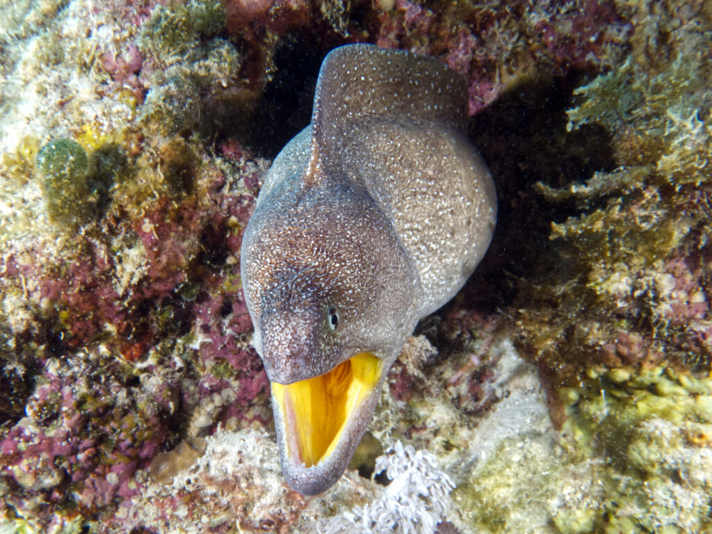 Zum Wochenstart ans Carless Reef - James & Mac Diving Center