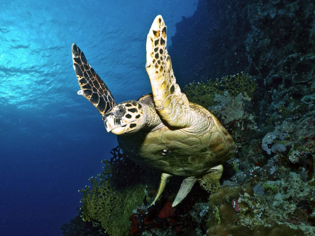Zwei ganz bezaubernde Tauchgänge - James & Mac Diving Center