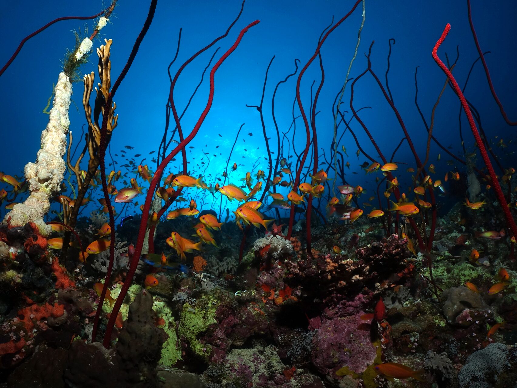 Übers Plateau und an der Steilwand entlang - James & Mac Diving Center