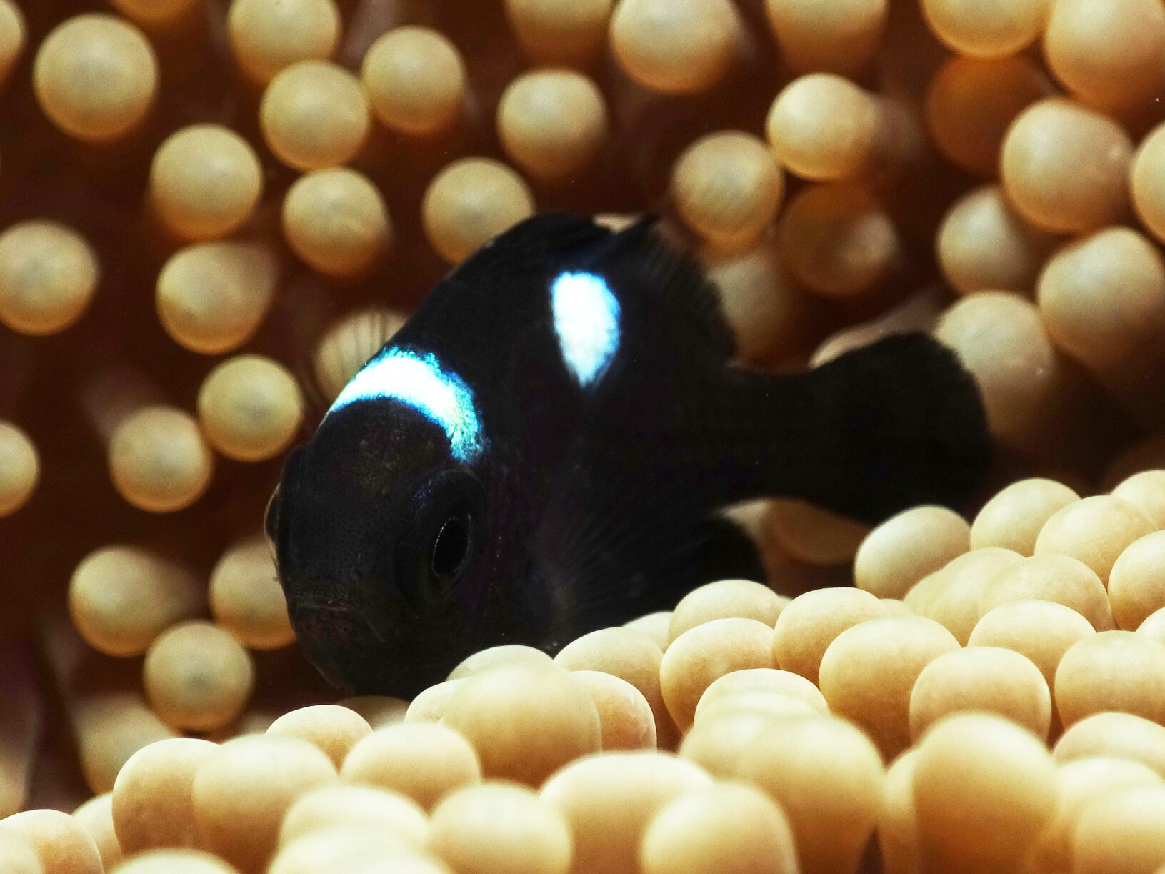 Schöner Tag, tolle Leute und viel Fisch - James & Mac Diving Center