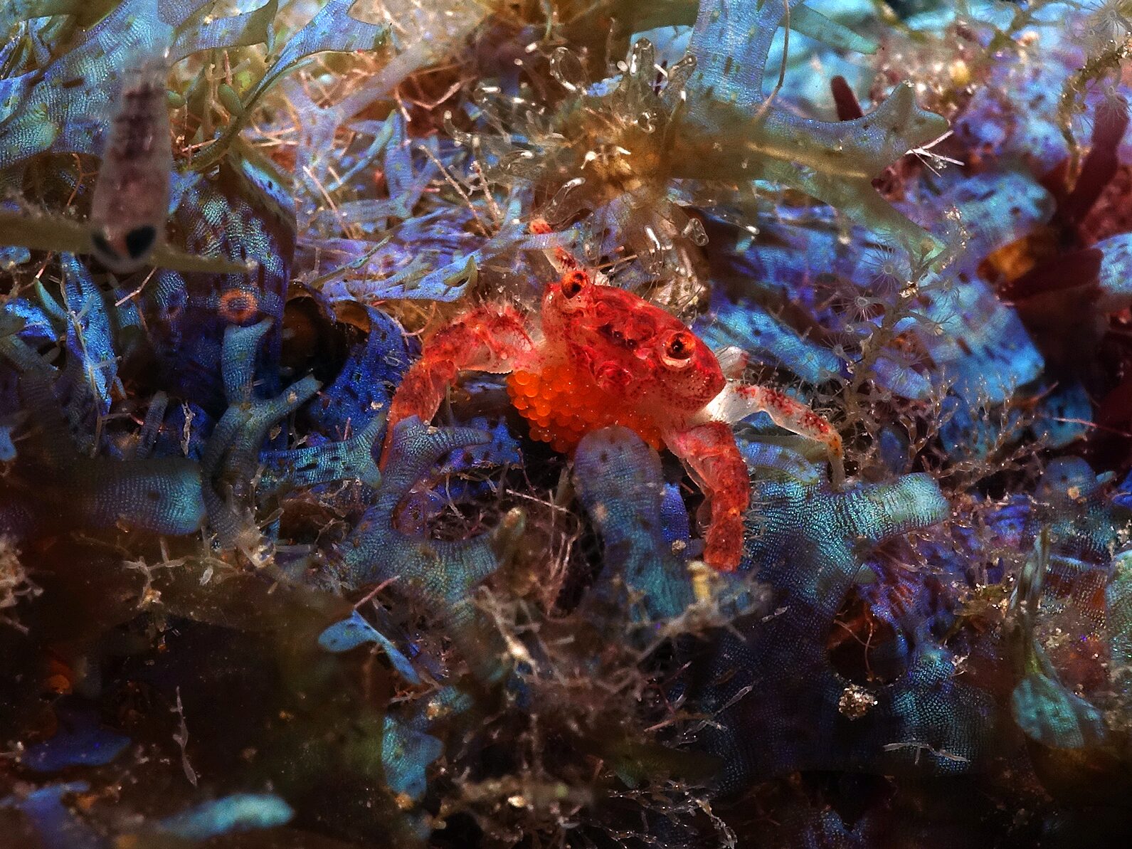 Kein Wind und auf in den schönen Norden - James & Mac Diving Center