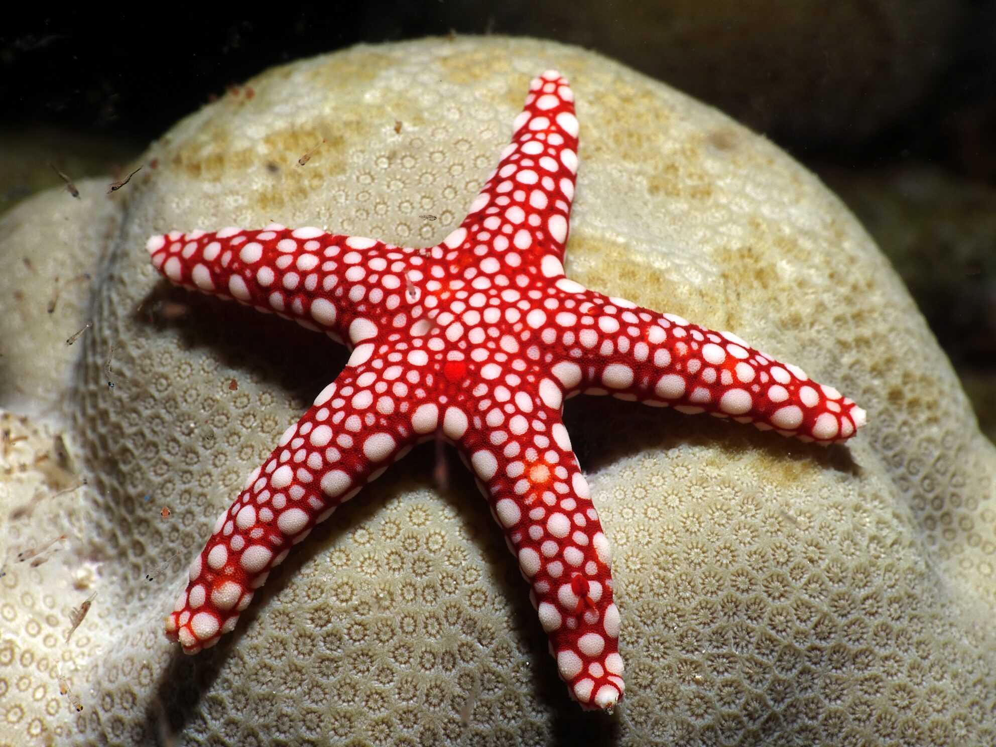 Sonne, Meer und ganz viel Fisch - James & Mac Diving Center