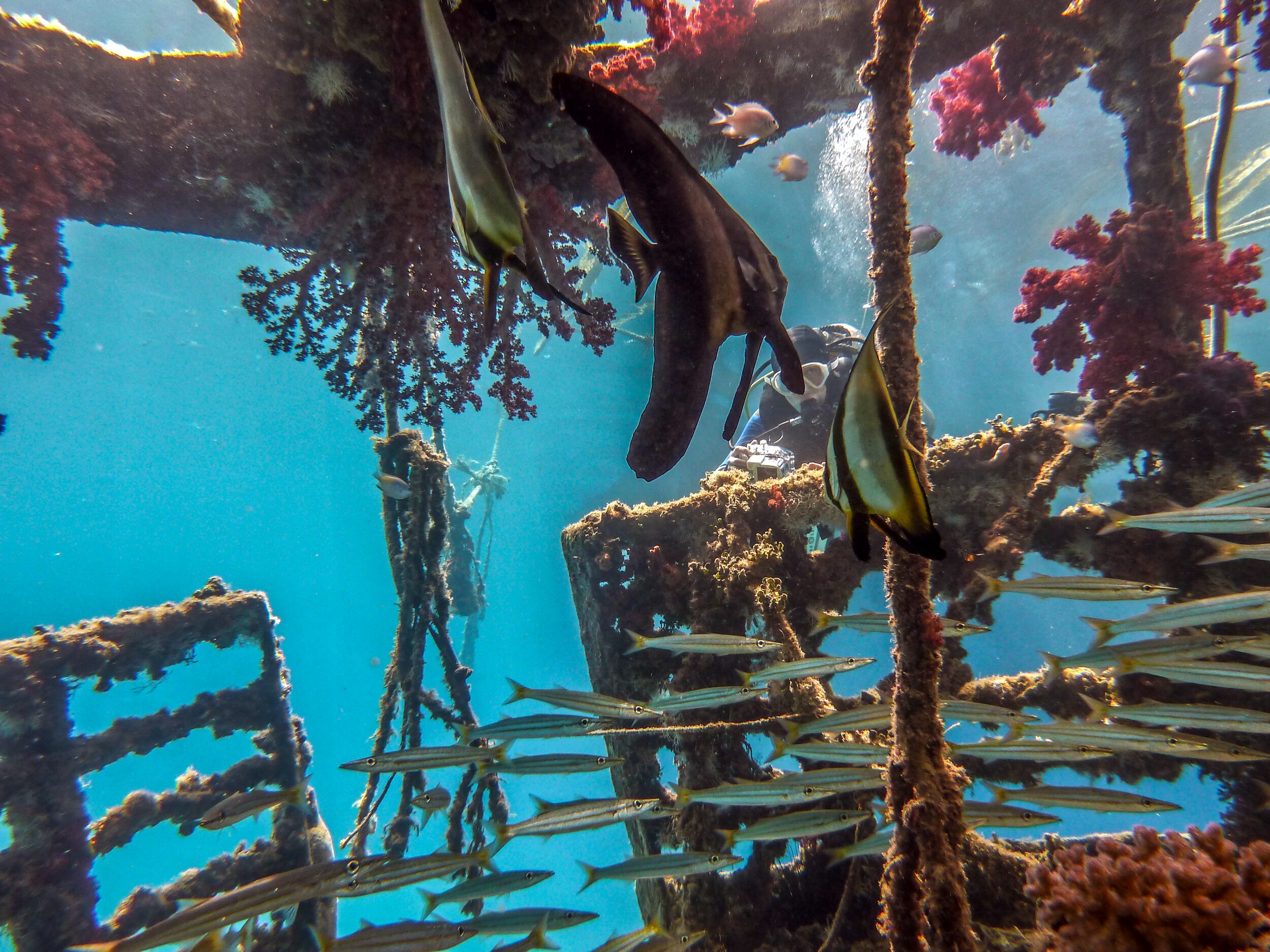 Auch unter Wasser gibt es Gegenverkehr - James & Mac Diving Center
