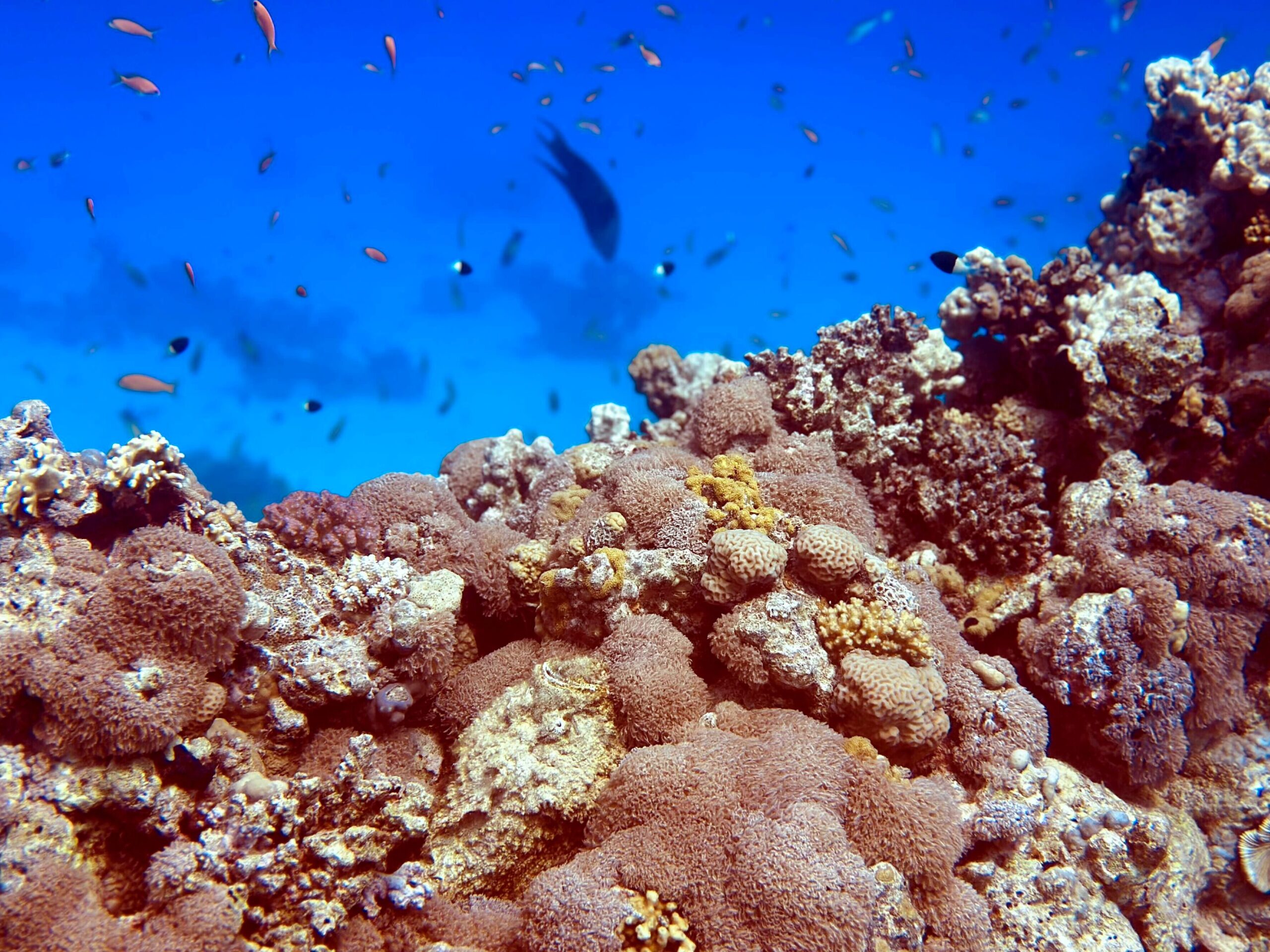 Wir haben gesucht und wir haben gefunden - James & Mac Diving Center